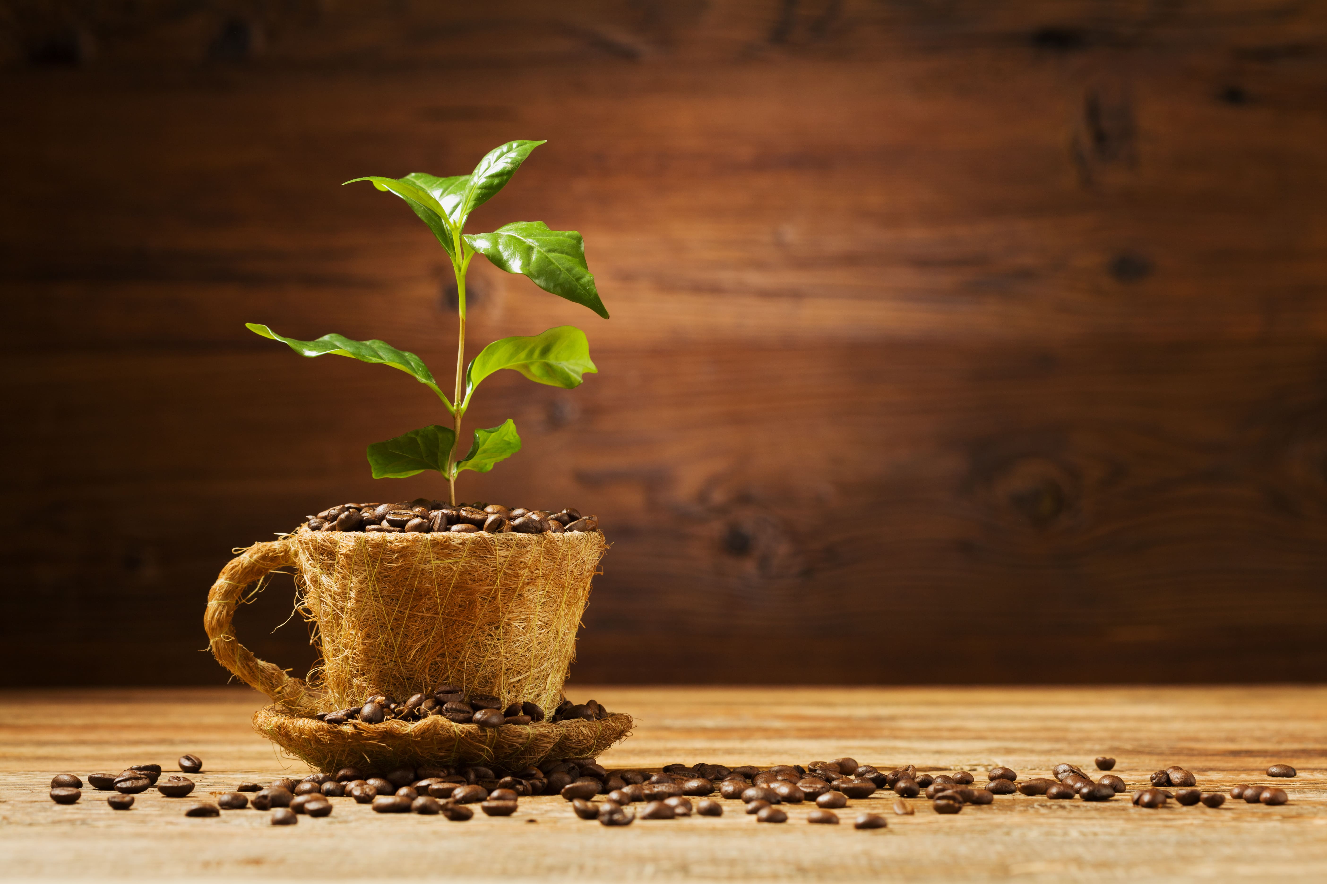 Les mythes sur le café bio